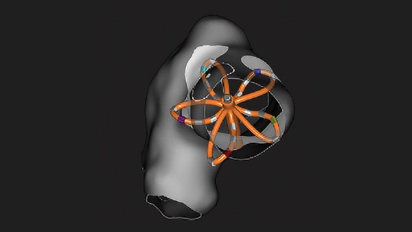 FARAVIEW™ Software Module - FARAPULSE™ PFA Platform